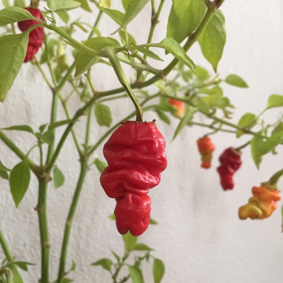 Other | Rare Zou Pi Pepper Seeds | Poshmark